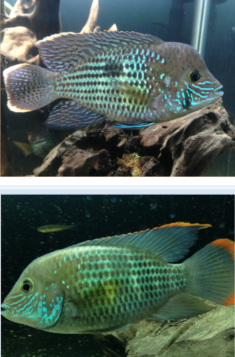 Two Green Fish: 2016