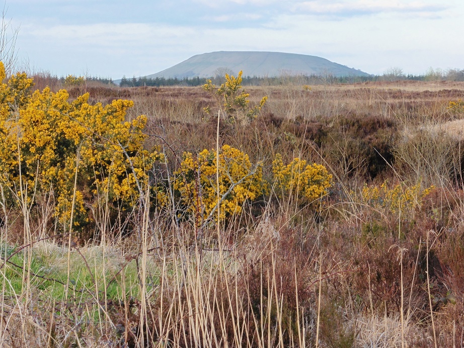 Nature inspires : The Beauty and the Beast ....