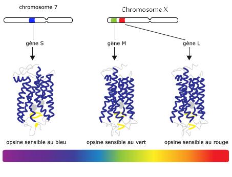 TPE SUR LA DYSCHROMATOPSIE