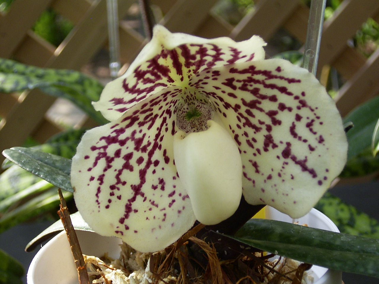 Paphiopedilum godefroyae care and culture | Travaldo's blog