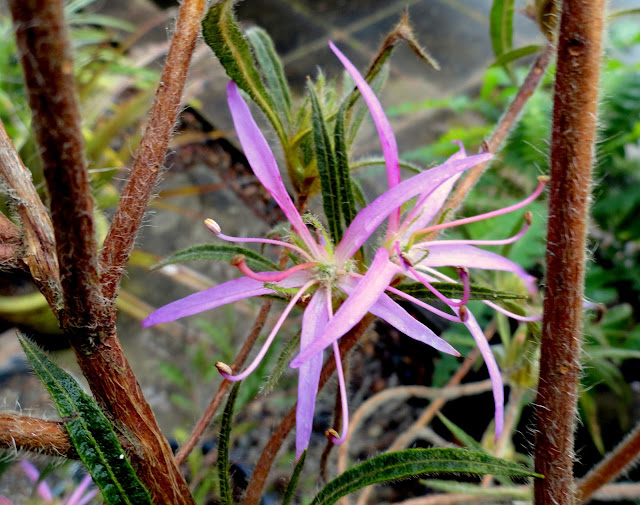 danger garden: Bloomday for March 2016