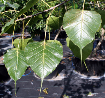 Specialities of Odisha: State Symbols of Odisha