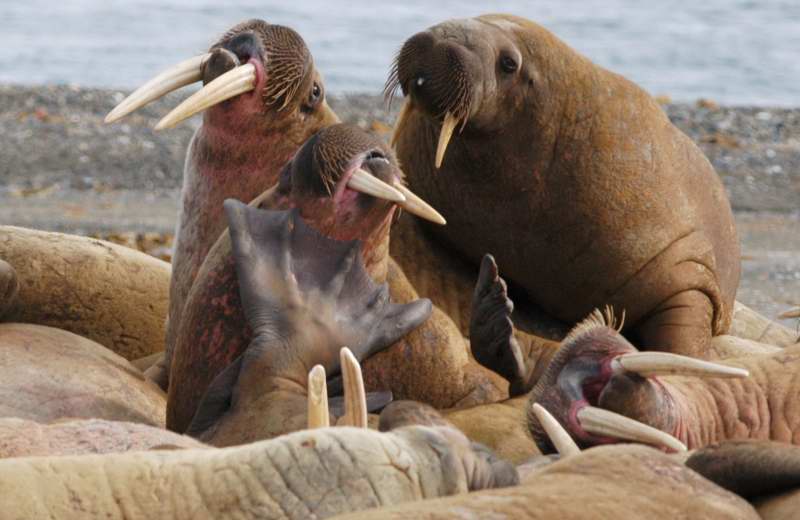 WildLife: Walruses Animal Photos-Images 2013