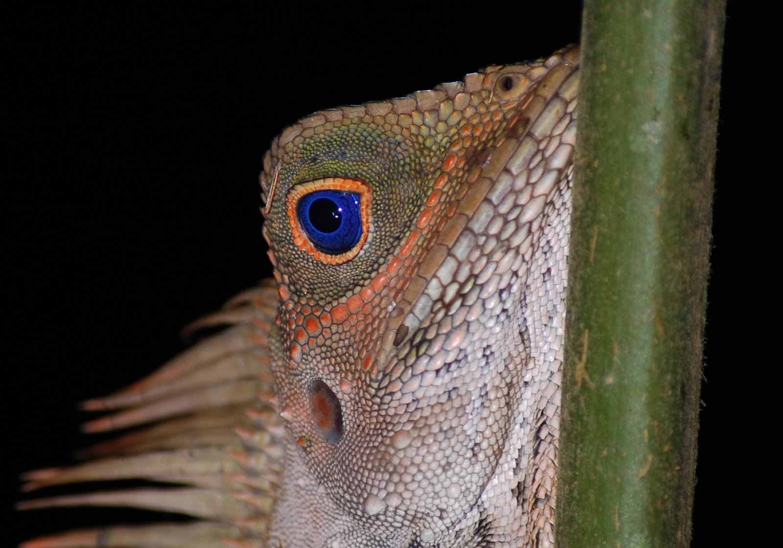 Wildlife of S. E. Asia and S. America. A Photo Journal by Francis ...