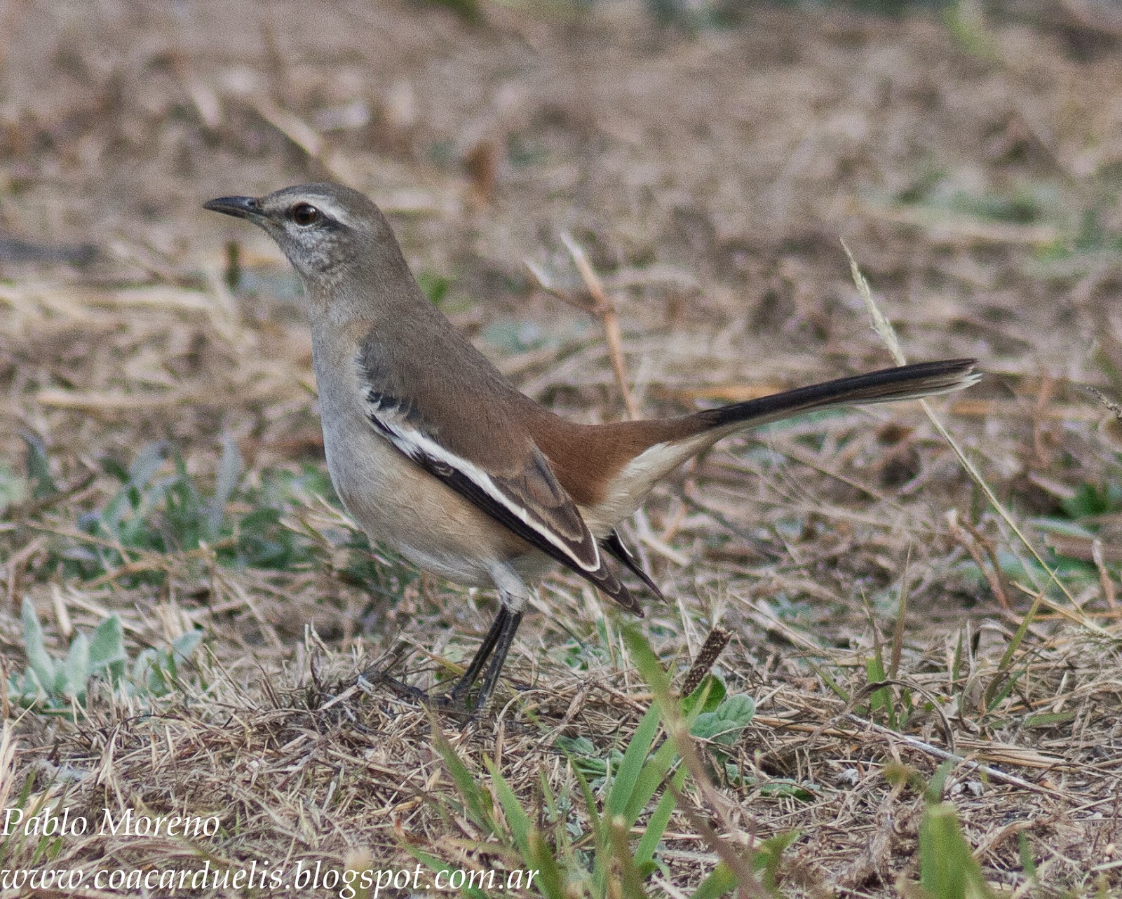 Aves de Mendoza: Calandria real(Mimus triurus)