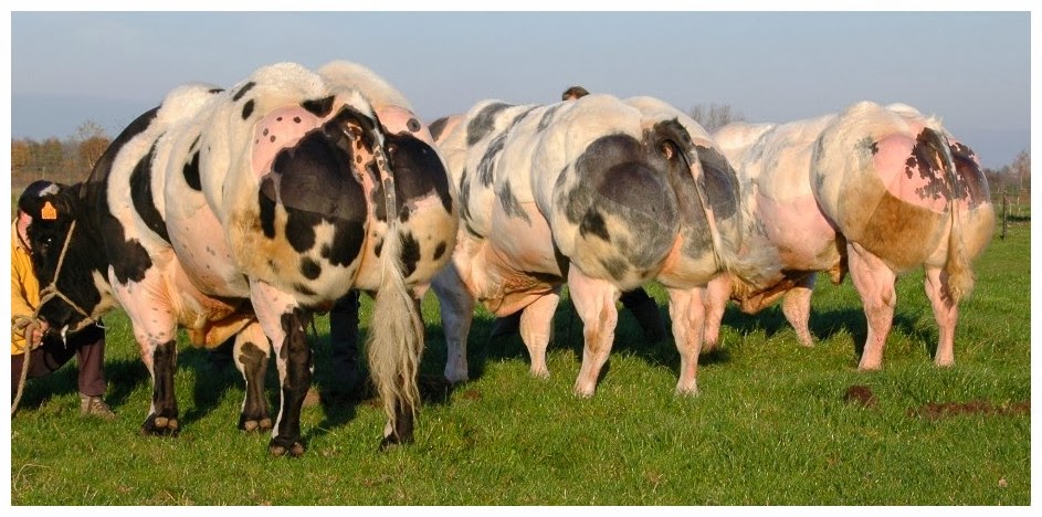 Generalidades de la Ganadería Bovina.: Belgian Blue (Blanco Azul Belga).