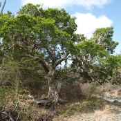 'ZIEN EN WETEN': POKHOUT EN DE ZEEVAART.