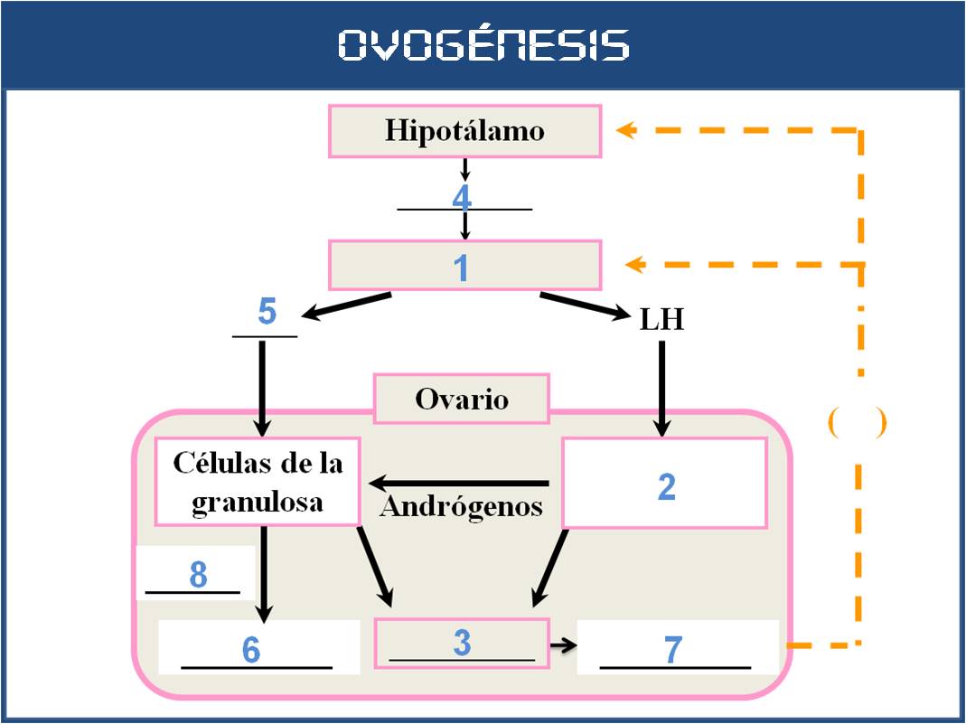 SOS EMBRIOLOGIA HUMANA: Ovogénesis: Regulación hormonal