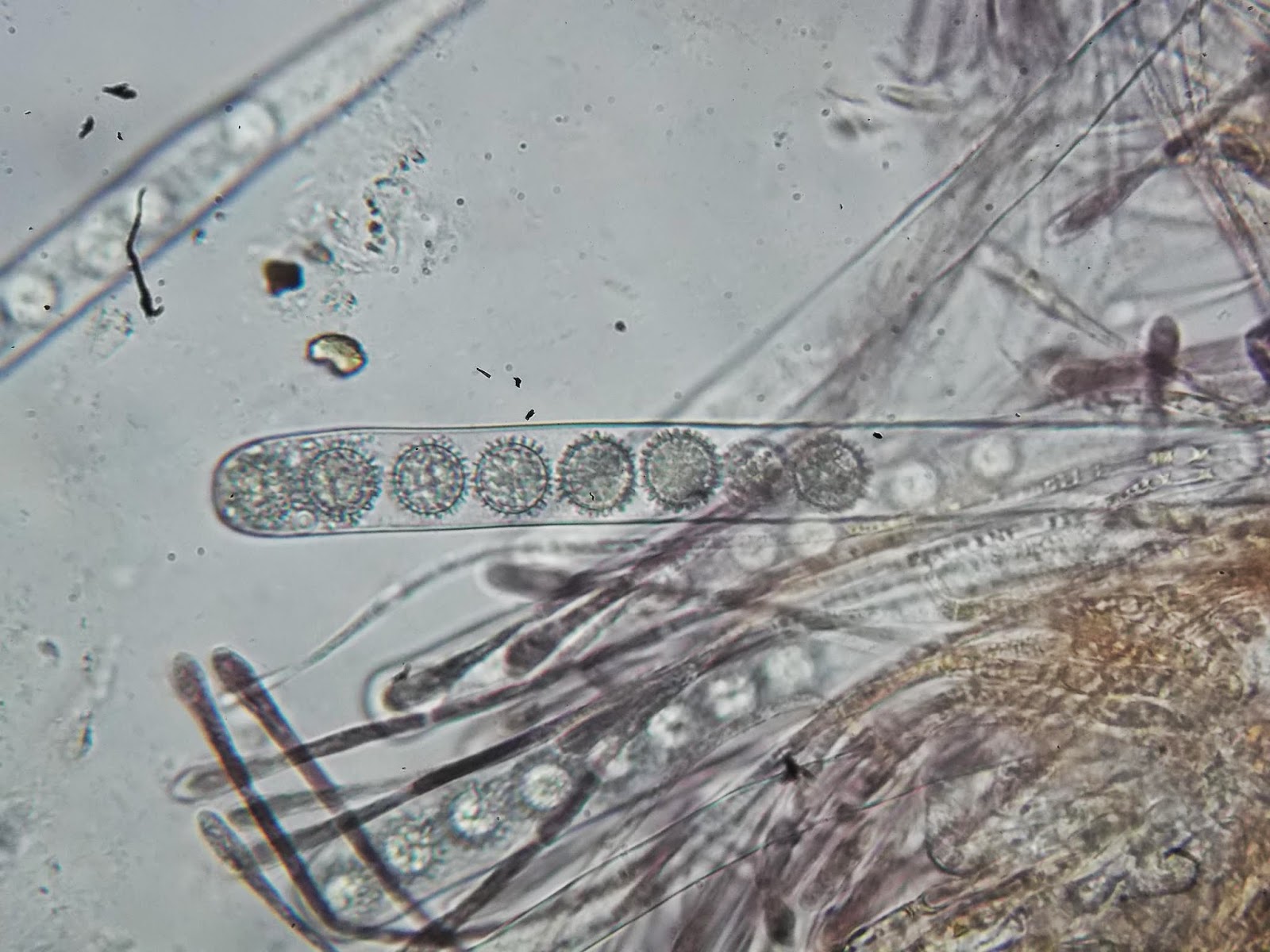 Calderdale Fungi - Halifax Scientific Society - Mycology Section ...