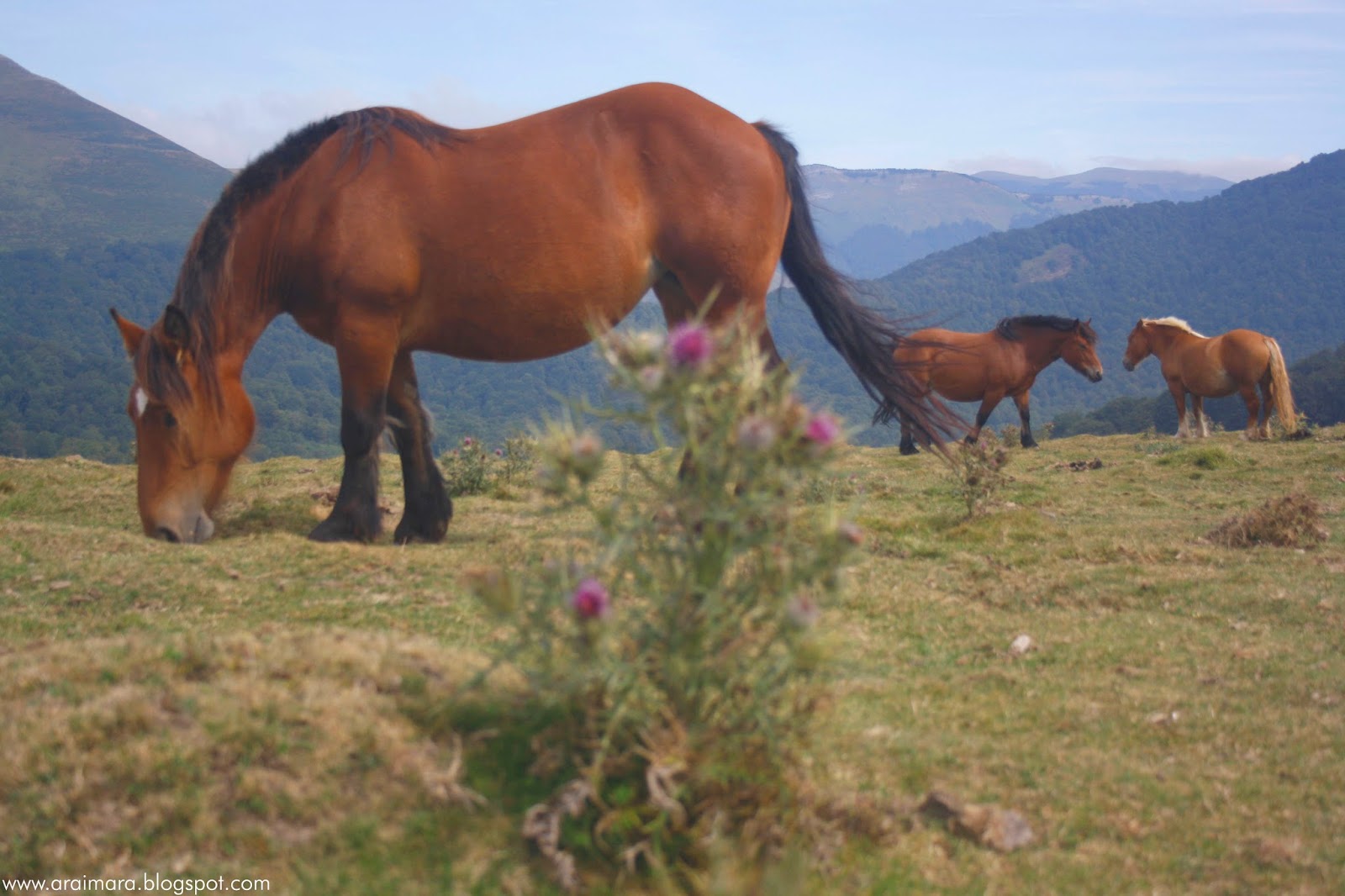 araimara: Irati, isiltasunaren basoa / Irati, el bosque del silencio