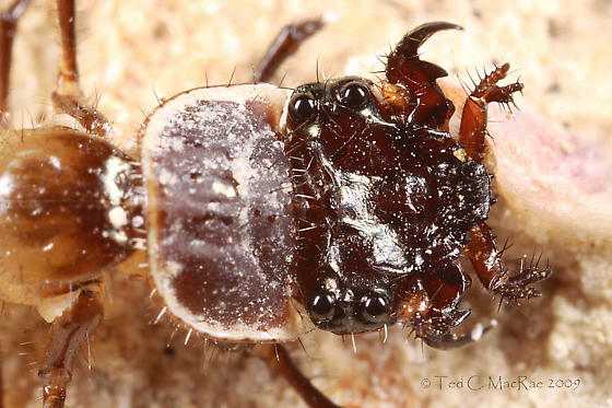 Growing Up In Waldron: In Search of the World's Meanest Worm