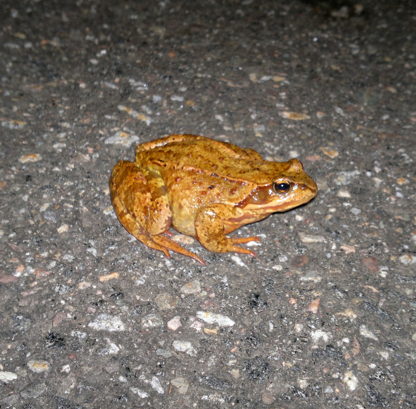 Ugleloftet: Frosk eller padde?