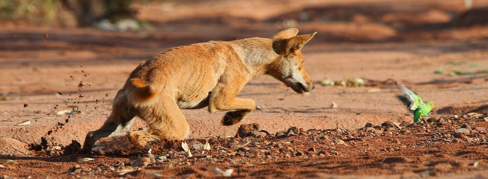 Richard Waring's Birds of Australia: Dingo breaks up "featherweight ...