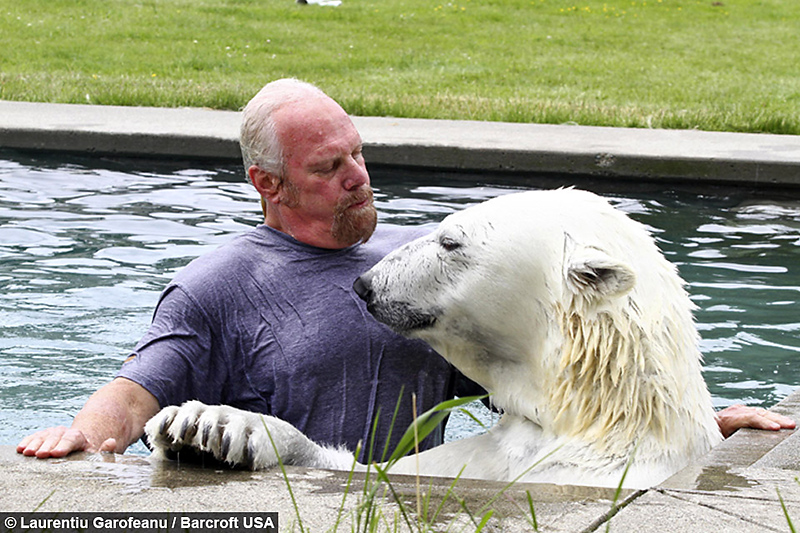 Green Chili: How to film a wight polar bear?