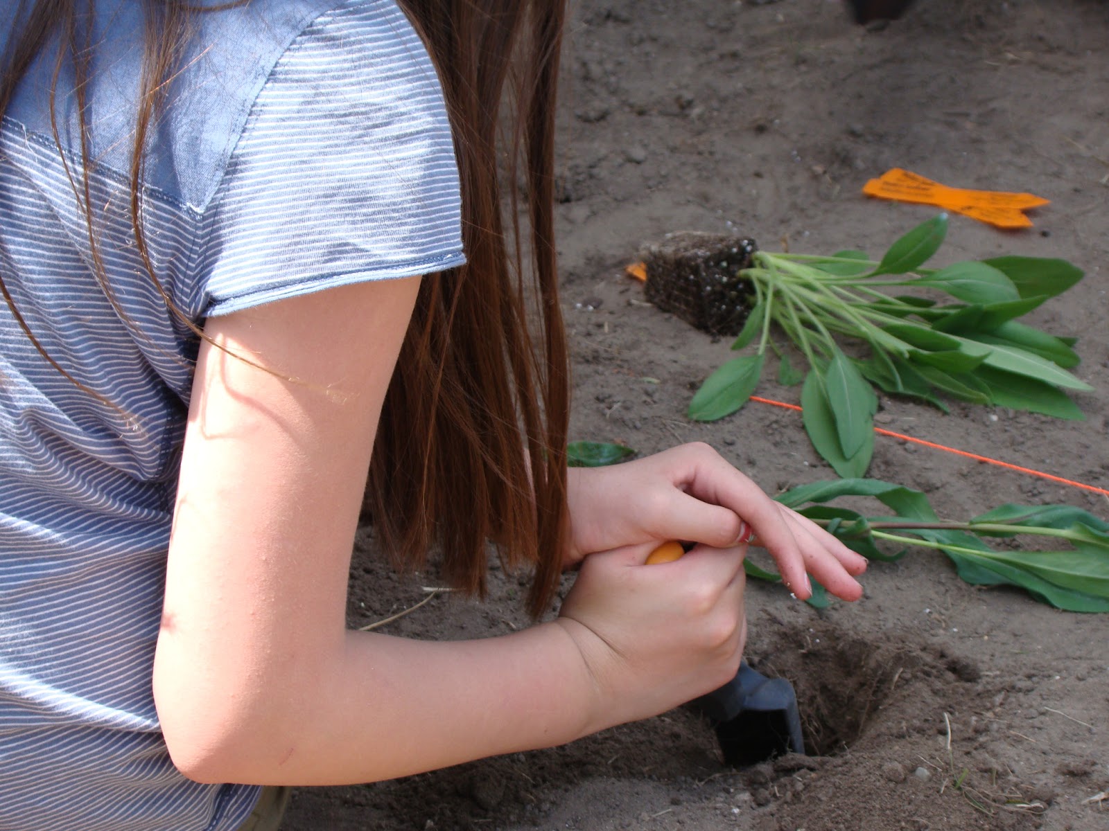 Isabella Conservation District Environmental Education Program: Among ...