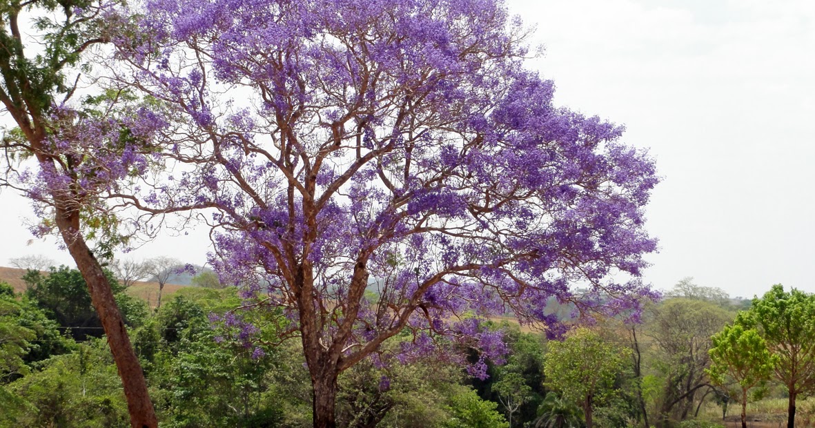Ipê Roxo | Fotos do Cerrado...