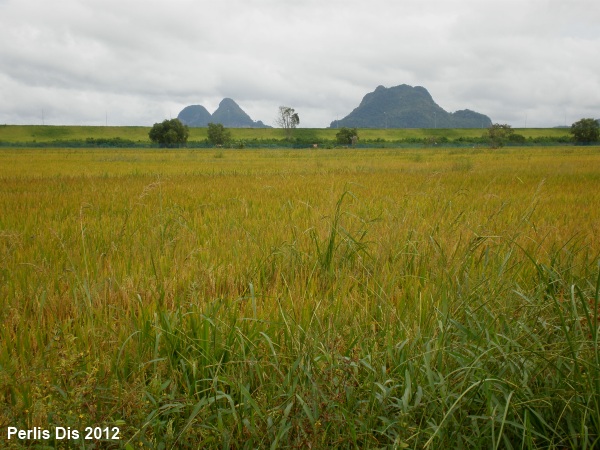 Diari Keluarga Firdausi: Sawah Padi di Perlis