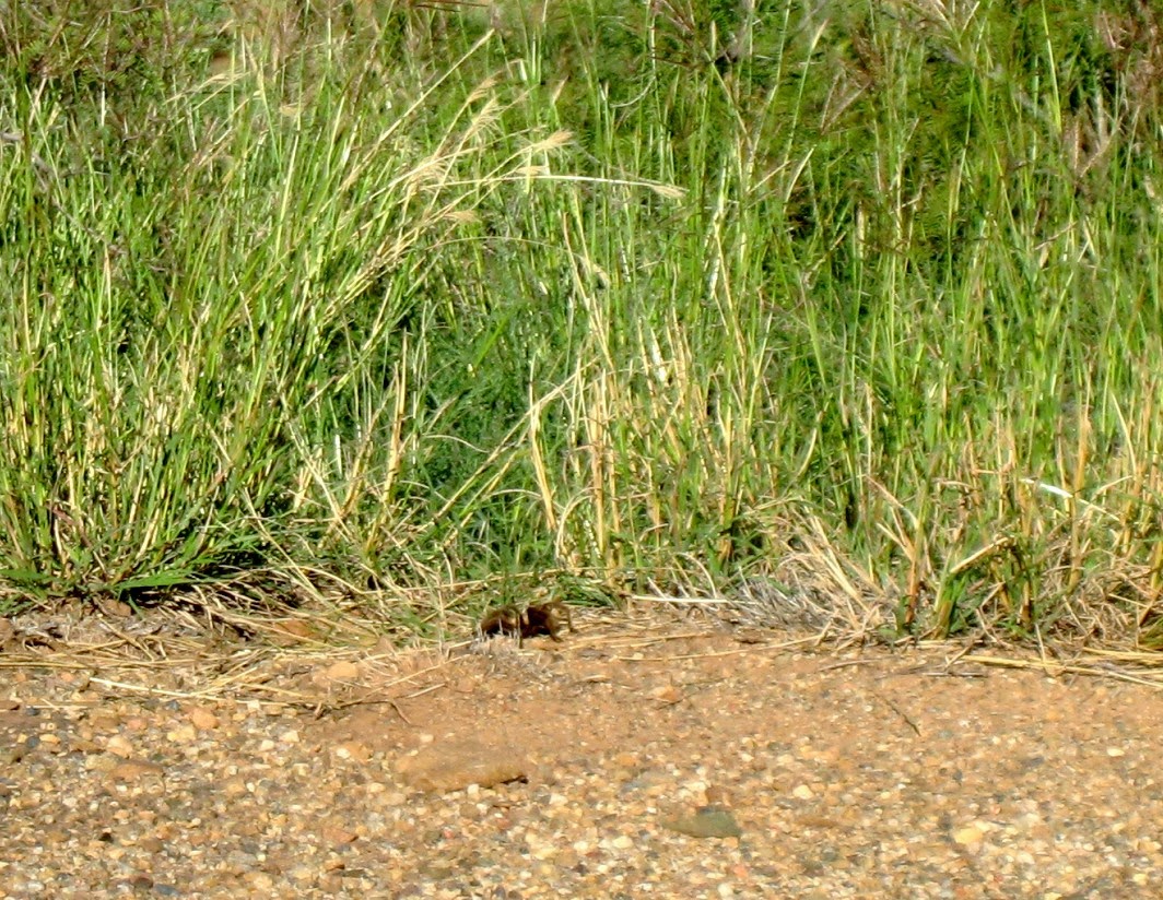 Living Rootless: Parting Gifts from New Mexico: Tarantulas