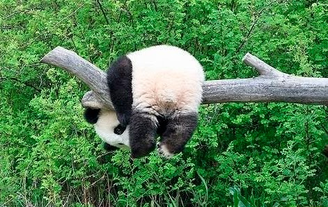Imagenes osos panda: Fotografia oso panda jugando en una rama [20-10-15]