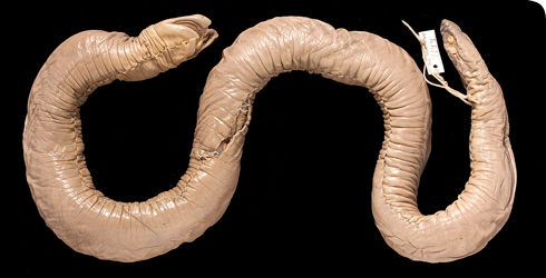 The Texan Herper: Quick Facts