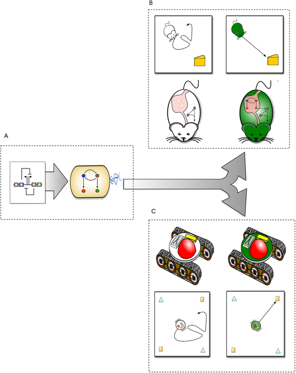 Scientist develops model for robots with bacterial brains ...