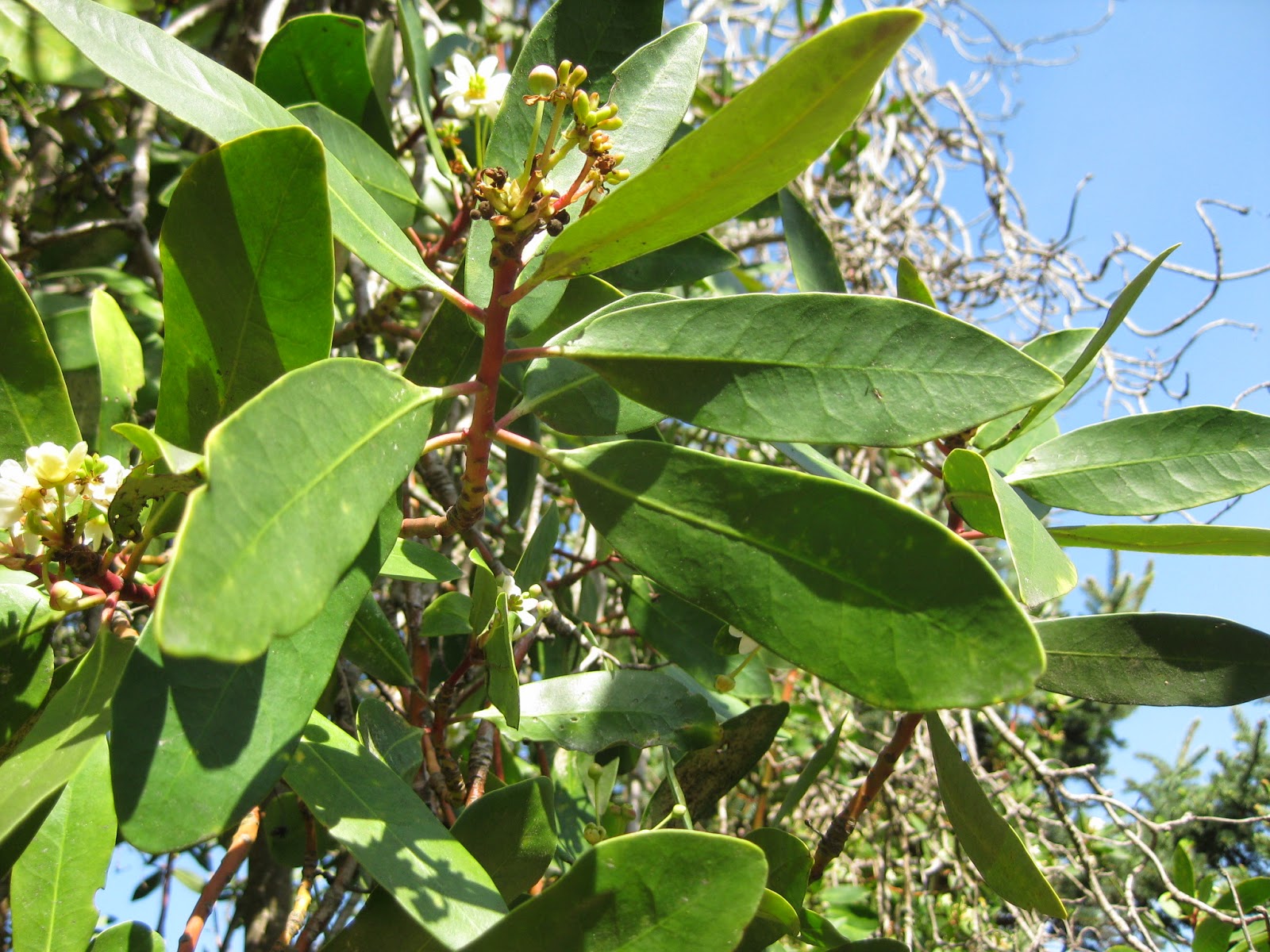 Trees of Santa Cruz County: Drimys winteri - Winter's Bark