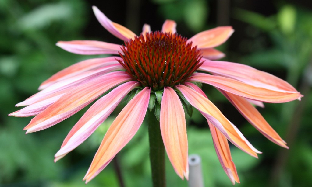 Heléns Trädgårdsplätt: Röd Solhatt Summer Sky, Echinacea purpurea
