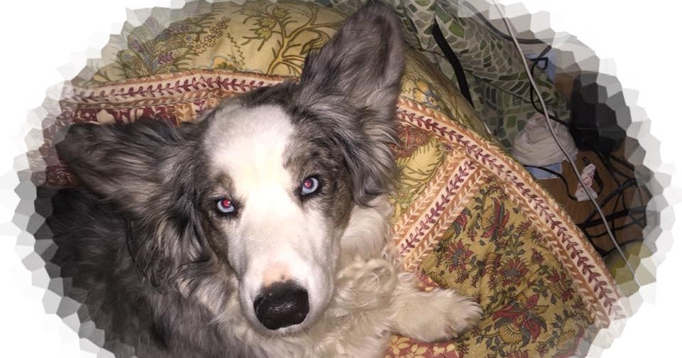 Cardigan Welsh Corgi UK: Fluffy Corgis