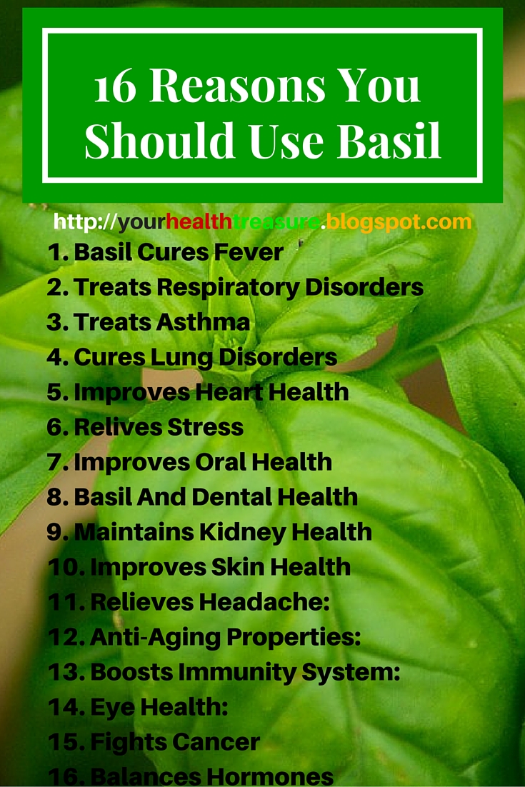 16 Amazing Benefits Of Basil Leaves (Tulsi) And Nutritious Information 16 Amazing Benefits Of Basil Leaves (Tulsi) And Nutritious Information