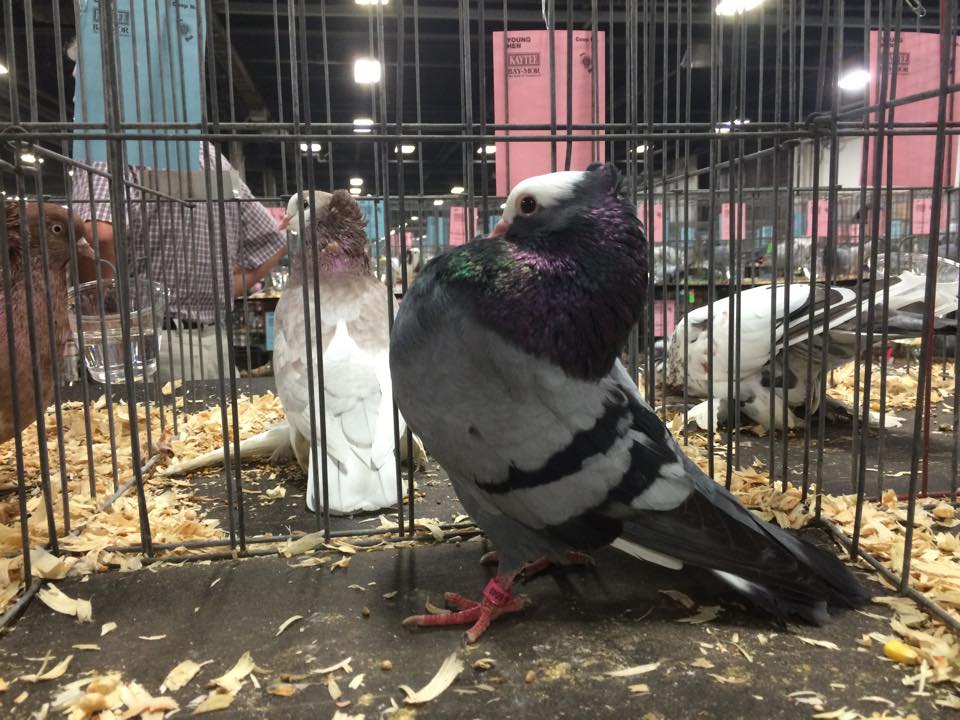World of Pigeons and Doves: Mookee Pigeon