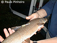 Amilton e Diego - Dicas De Pesca: Barbo Comum / (Barbus bocagei)