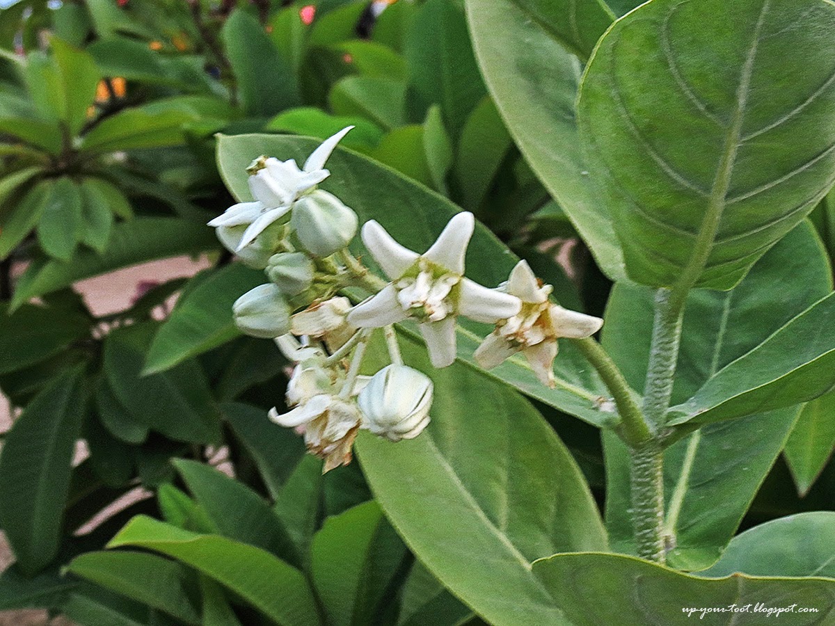 Calotropis gigantea - The Giant Milkweed - Half a pound of treacle