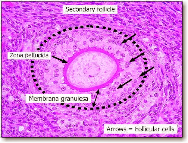 Ciencias de Joseleg: El folículo secundario