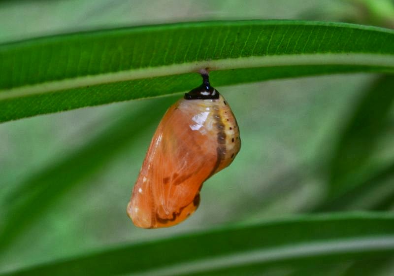 Butterflies of Manchadi: Butterflies taking wings here