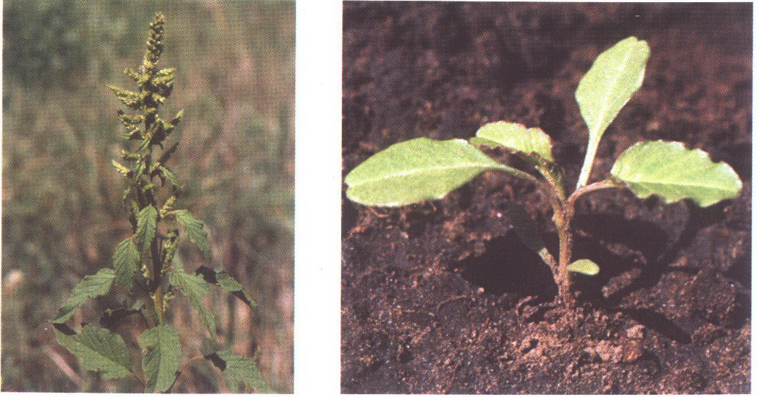 Malezas: Imágenes de malezas