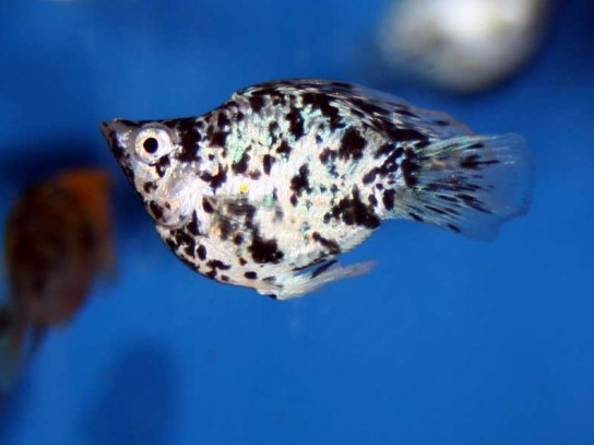 Freshwater Aquarium Fish Small Durable not easily die - FISH WIKIPEDIA