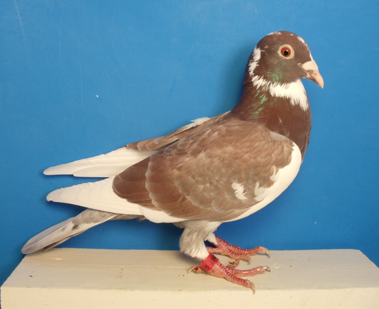 Racing Homer | BD PIGEONS