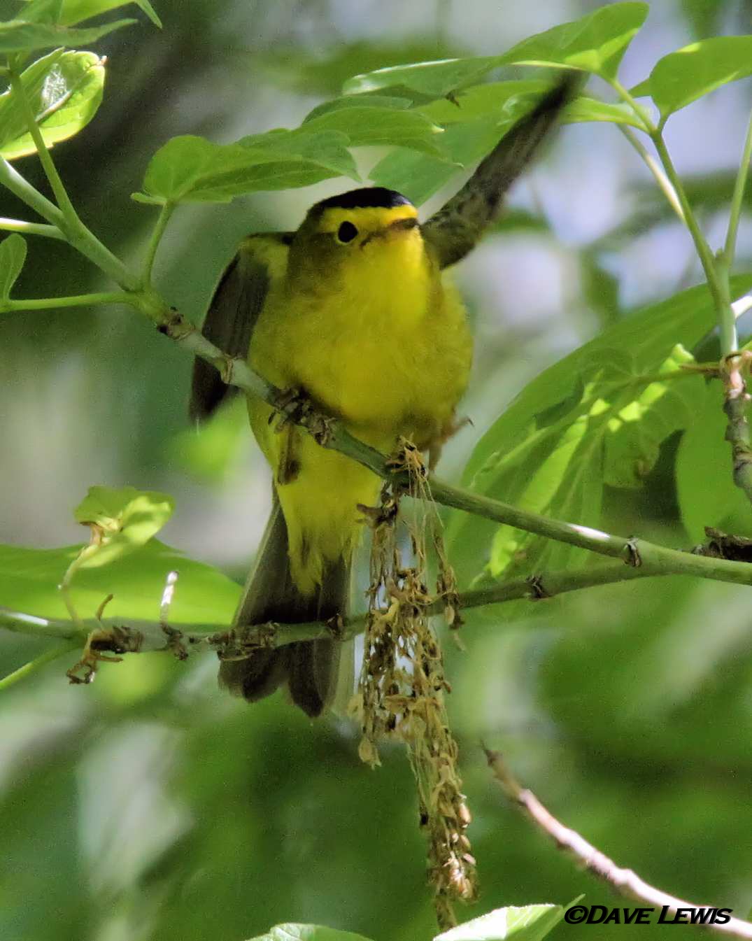 Birds from Behind : 05/01/2013 - 06/01/2013