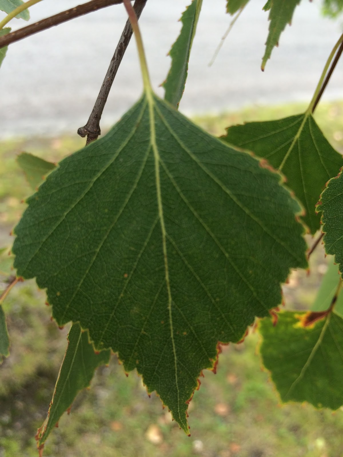 Millan kasvio : RAUDUSKOIVU