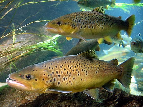 Peces y plantas ornamentales: Salmo Trutta - Trucha común