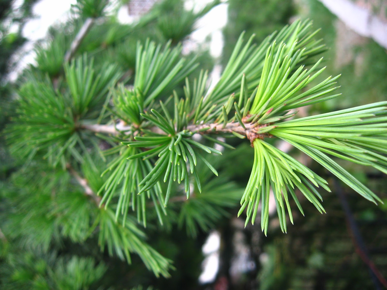 Çiçek Bakımı: Sedir (Cedrus libani)