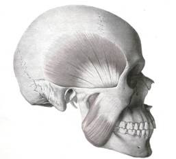 la Enfermedad de la Evolución del Aparato Masticatorio Humano (EEAMH ...