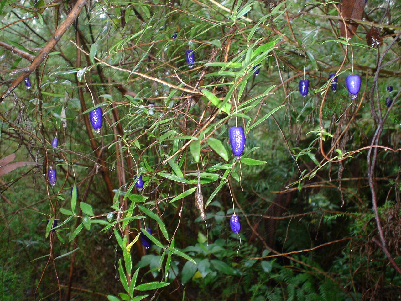 Bushfoods & Survivial Plants: Apple Berry - Billardiara species