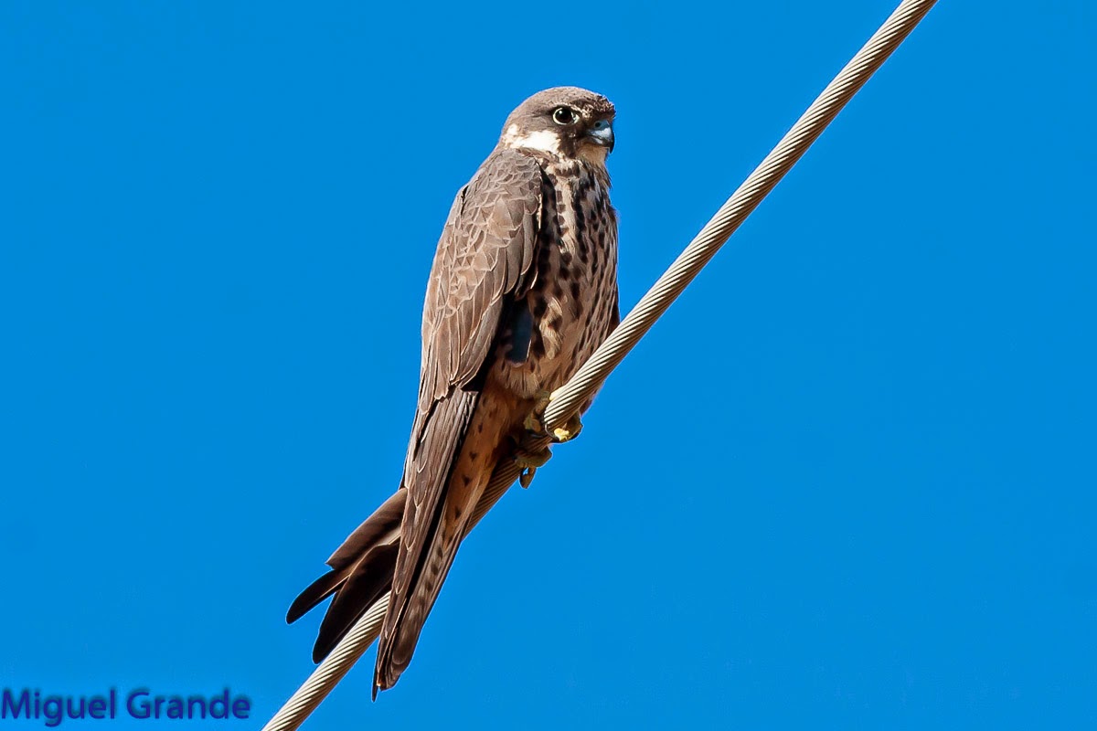 AVES DEL CIELO - BIRDS OF HEAVEN: HALCÓN DE ELEONORA-Falco eleonorae ...
