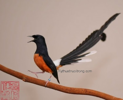 Tổng quan về chim Chích Chòe Lửa | Kỹ Thuật Nuôi Trồng.com