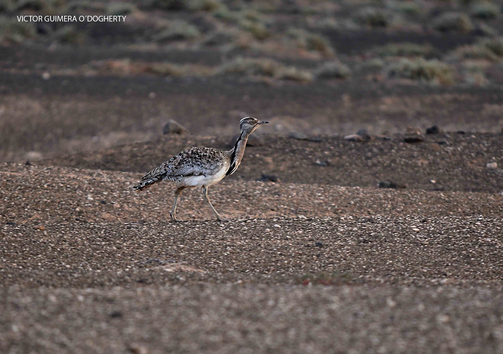 Mis imágenes de aves: UNAS FOTOS DE HUBARAS CANARIAS
