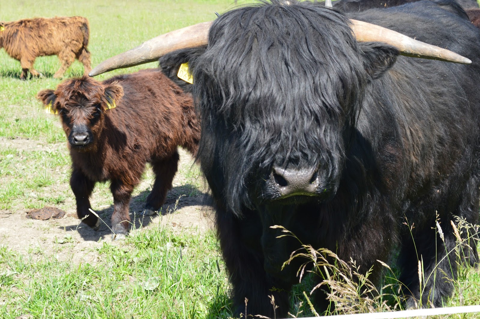 Boe's Highland Cattle: Avelstjur / Siitossonni Hubert