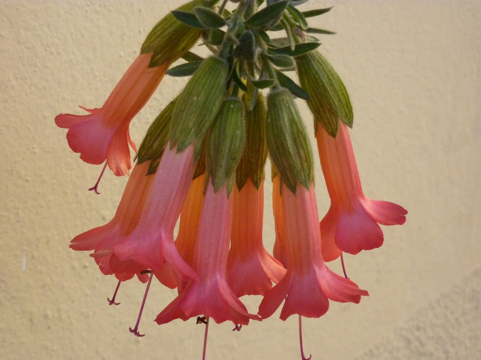 Petit tour à vélo dans les Andes: De La Paz au lac Titicaca