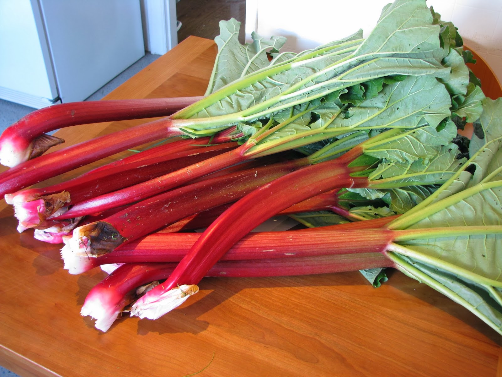 The Reluctant Homesteaders: Rhubarb