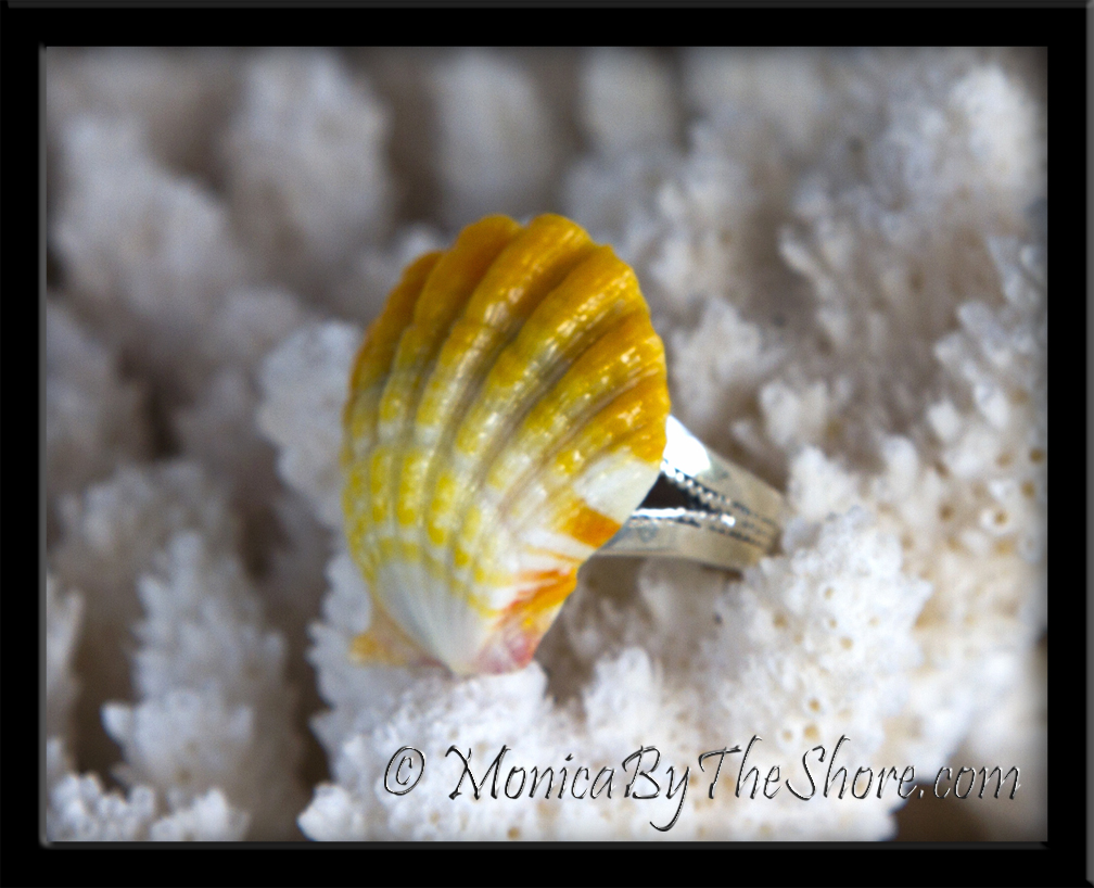 Monica's Blog: Sunrise Shells Rings & Shell Earrings by ...